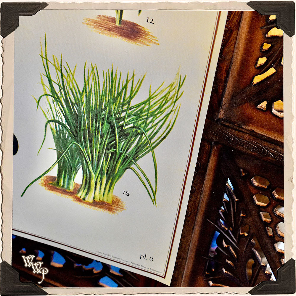 DISCONTINUED: 'GARDEN HERBS' BOTANICAL POSTER. Vintage Style Print For ...