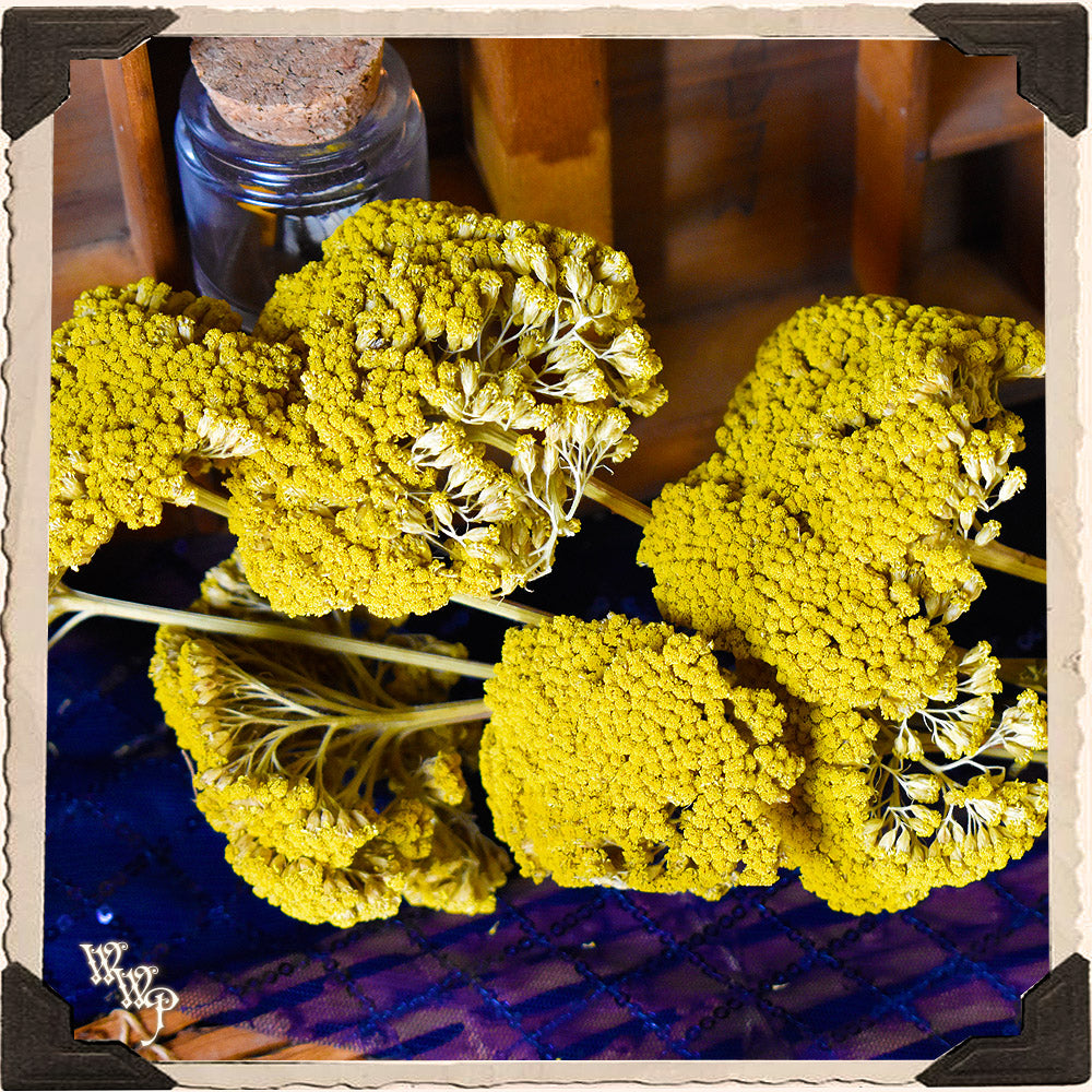 DISCONTINUED: YELLOW YARROW DRIED BOTANICAL. Decorative Herb For Coura ...