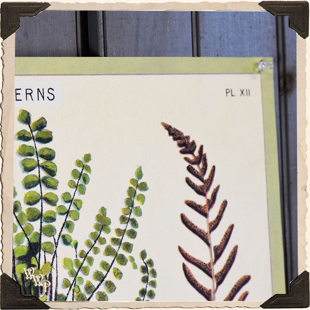 DISCONTINUED: 'FERNS' BOTANICAL POSTER. Vintage Style Print For Sacred ...